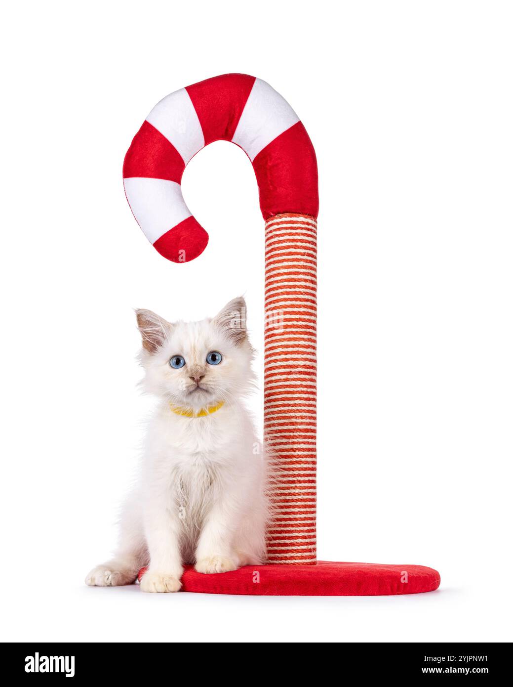 Cute red point Sacred Birman cat kitten, sitting beside candy cane ...