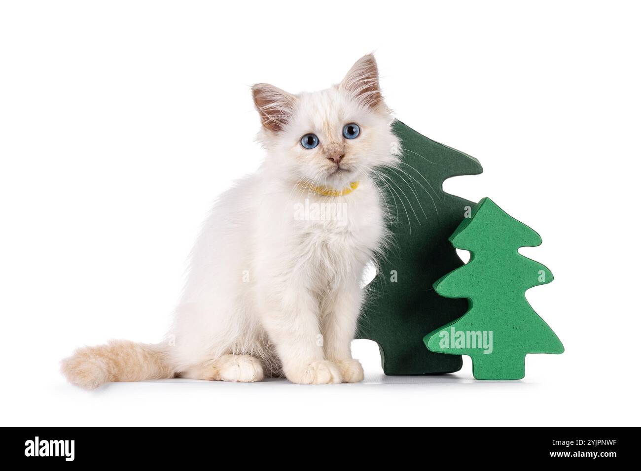 Cute red point Sacred Birman cat kitten, sitting beside carton trees ...