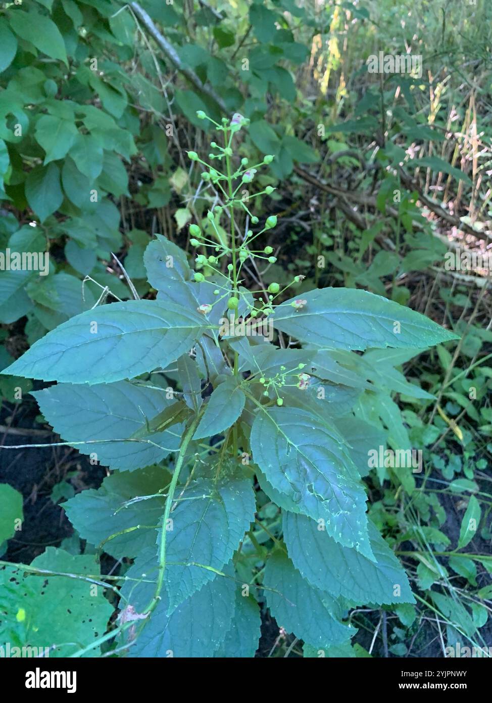 late figwort (Scrophularia marilandica Stock Photo - Alamy