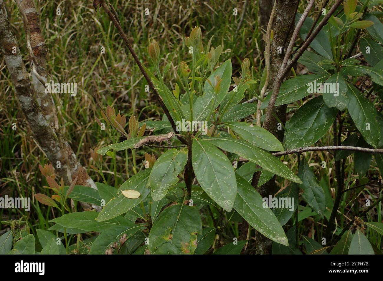 Swamp Bay (Persea palustris Stock Photo - Alamy