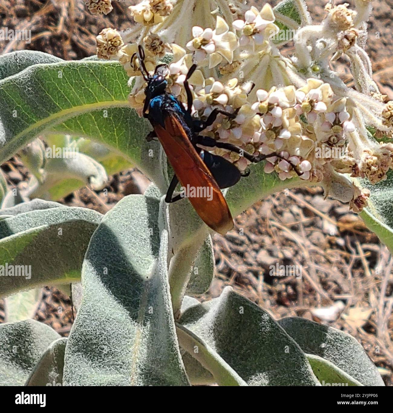 Thisbe's Tarantula-hawk Wasp (Pepsis thisbe Stock Photo - Alamy