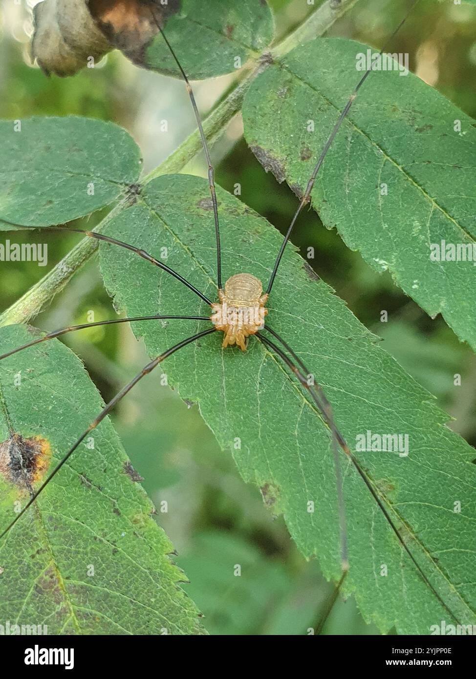 Canestrini's Harvestman (Opilio canestrinii Stock Photo - Alamy