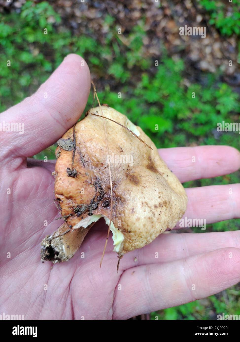 Butterball (Suillus weaverae Stock Photo - Alamy