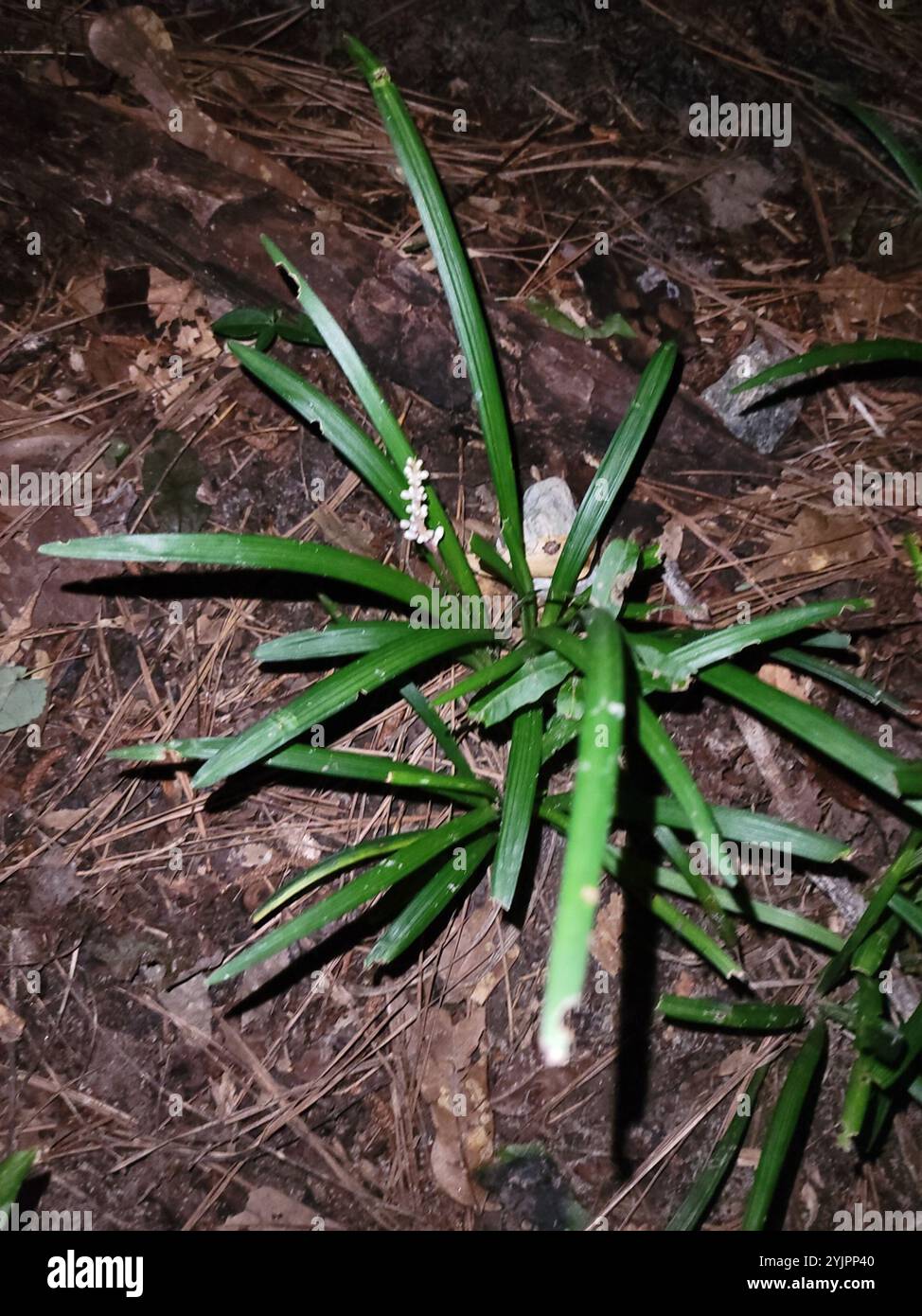 Creeping Lilyturf (Liriope spicata Stock Photo - Alamy