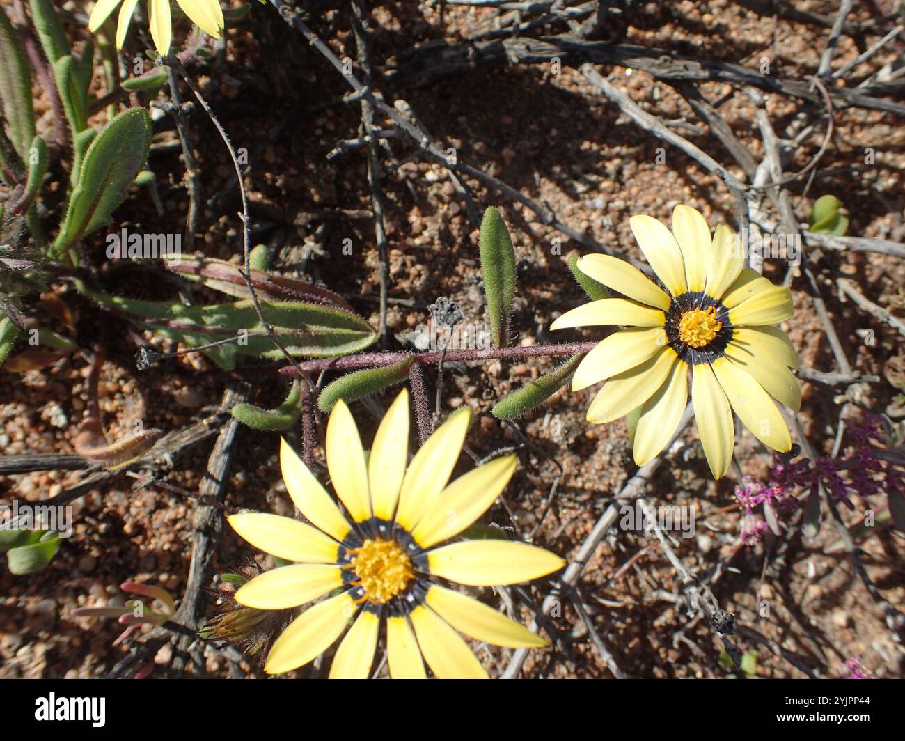 Beetle Daisy (Gorteria diffusa diffusa Stock Photo - Alamy