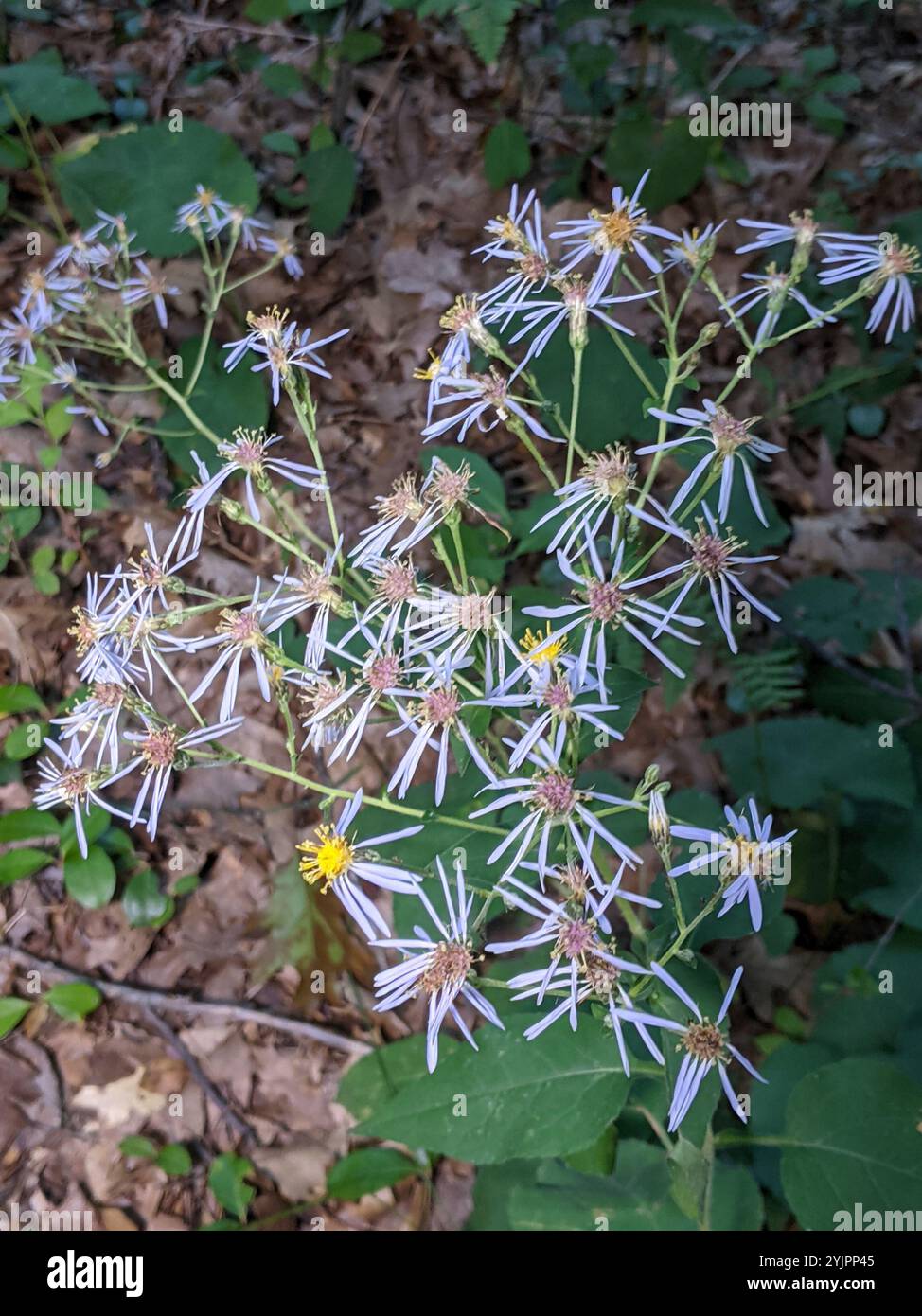 large-leaved aster (Eurybia macrophylla Stock Photo - Alamy