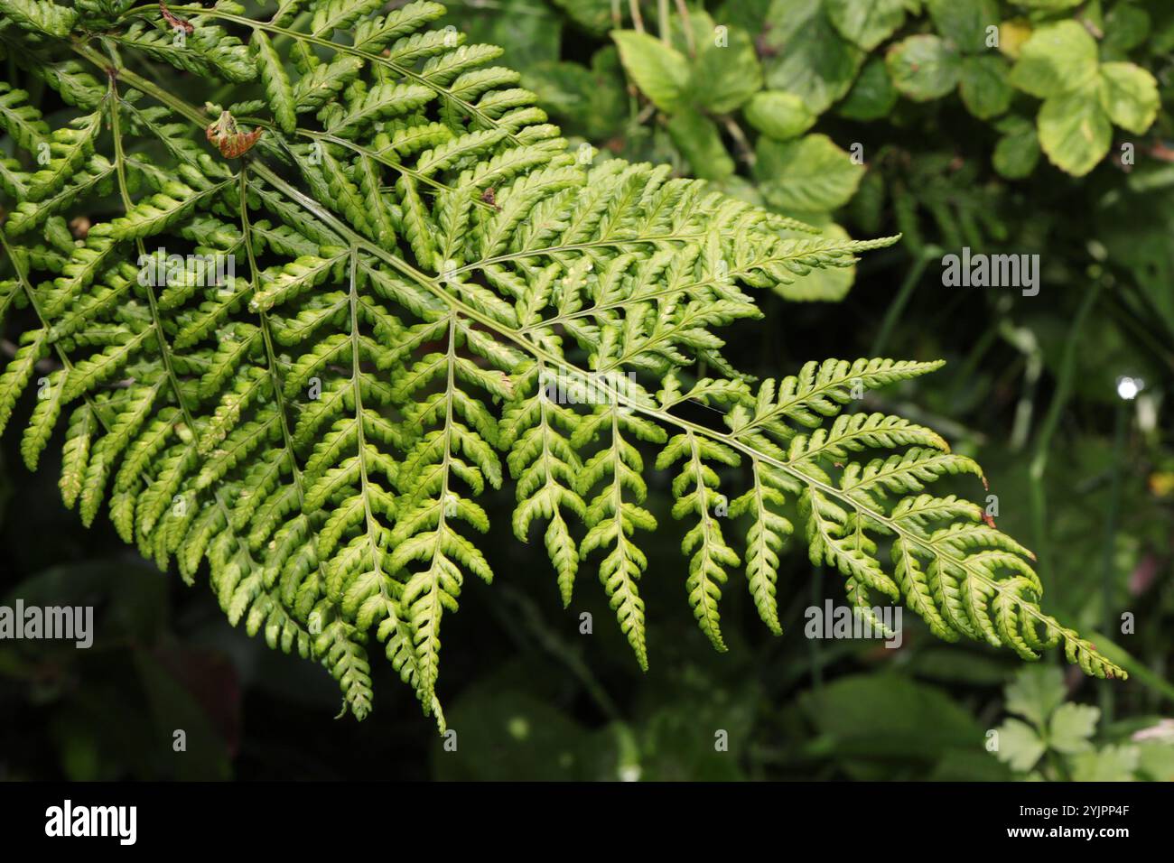 broad buckler-fern (Dryopteris dilatata Stock Photo - Alamy