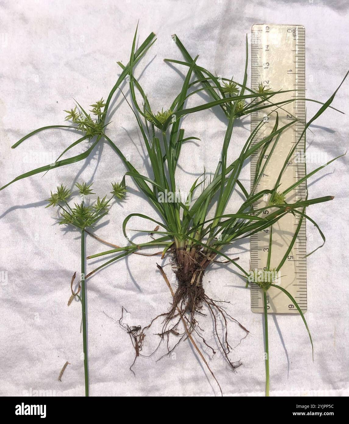 Baldwin's Flatsedge (Cyperus croceus Stock Photo - Alamy