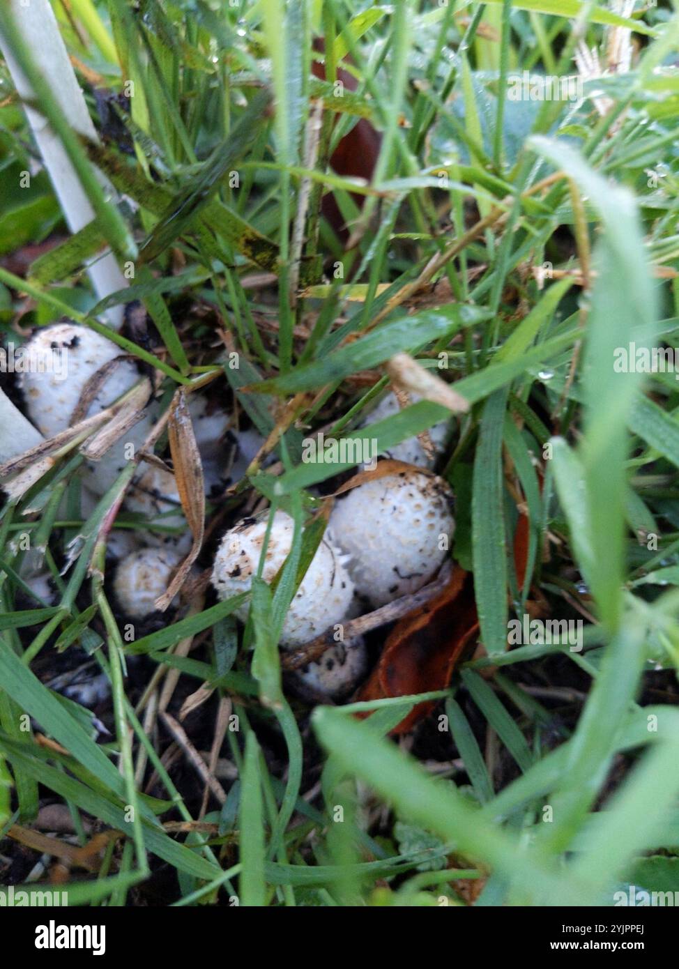 scaly ink cap (Coprinopsis variegata Stock Photo - Alamy