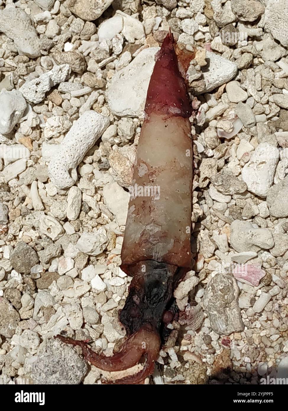 Squids and Cuttlefishes (Decapodiformes Stock Photo - Alamy