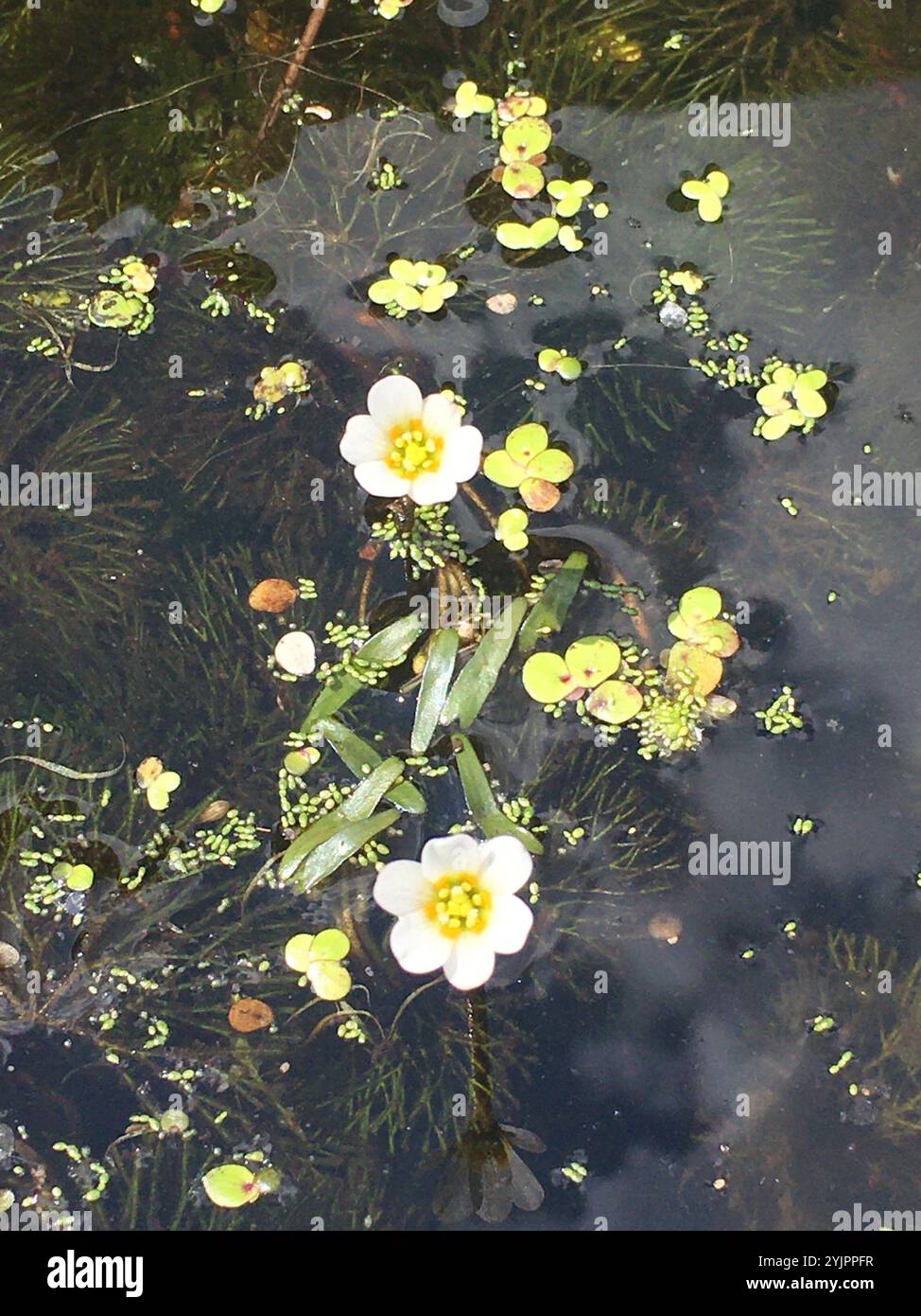 Carolina Fanwort (Cabomba caroliniana Stock Photo - Alamy