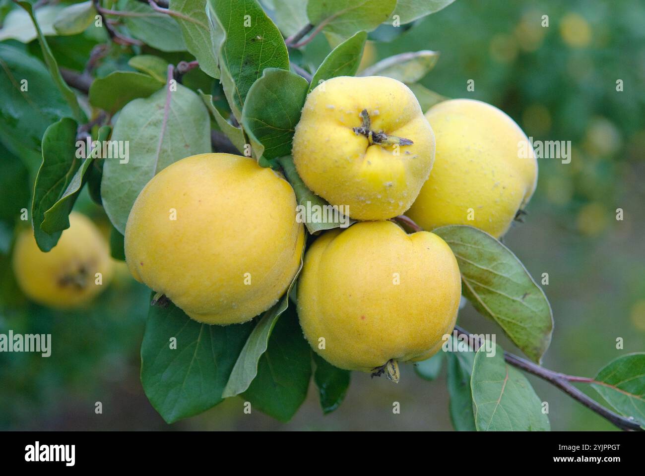 Apfel-Quitte, Cydonia oblonga Konstantinopeler, Apple quince, Cydonia ...