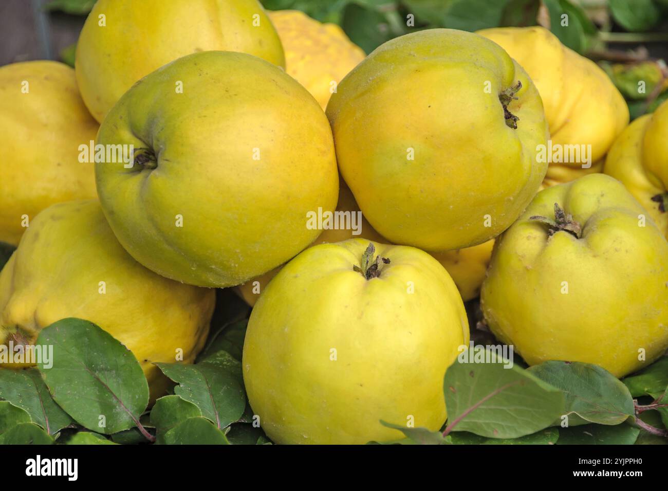 Apfel-Quitte, Cydonia oblonga Konstantinopeler, Apple quince, Cydonia ...