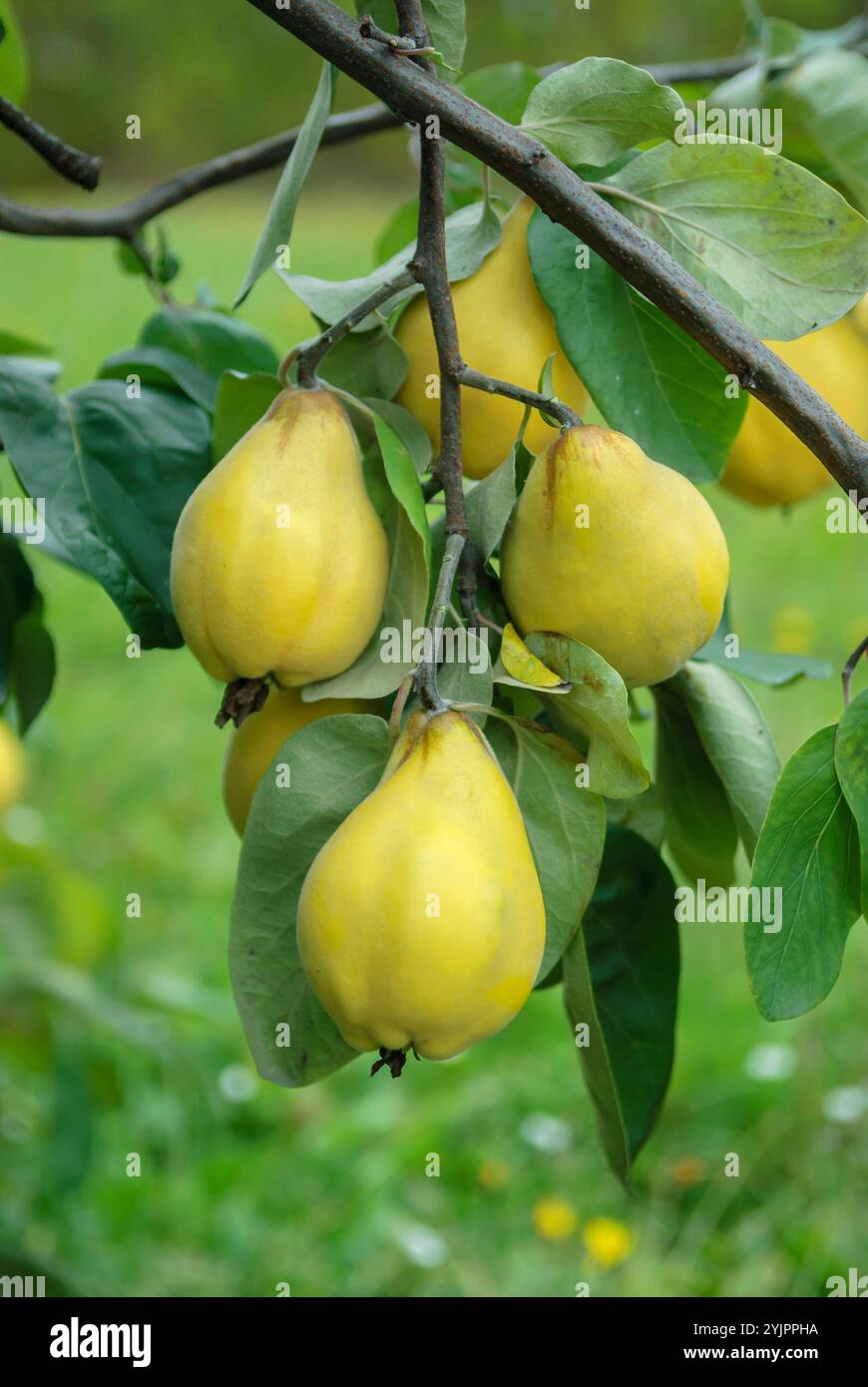 Birnen-Quitte, Cydonia oblonga Portugiesische, Bulb quince, Cydonia ...