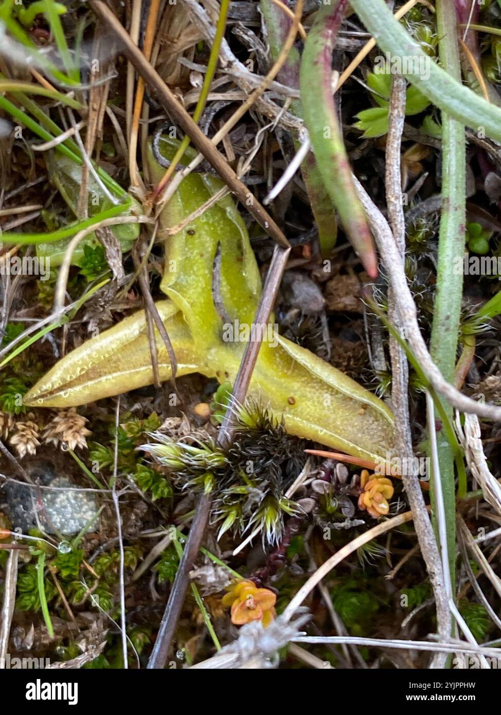 Common Butterwort (Pinguicula vulgaris Stock Photo - Alamy