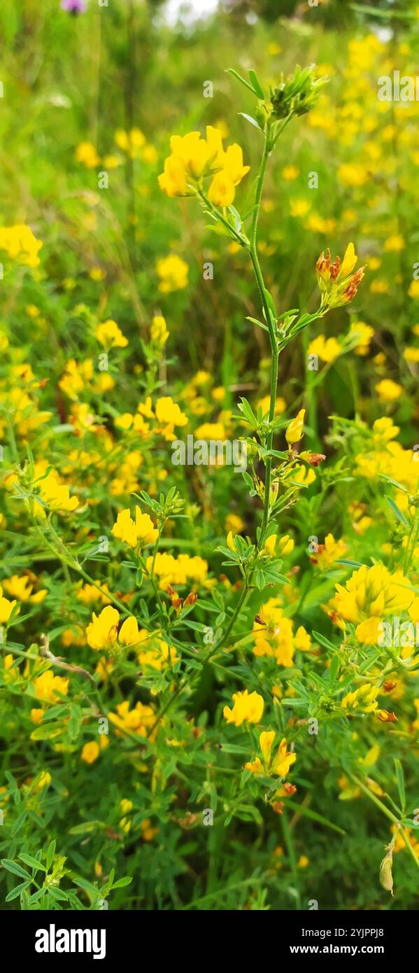 sickle alfalfa (Medicago falcata Stock Photo - Alamy