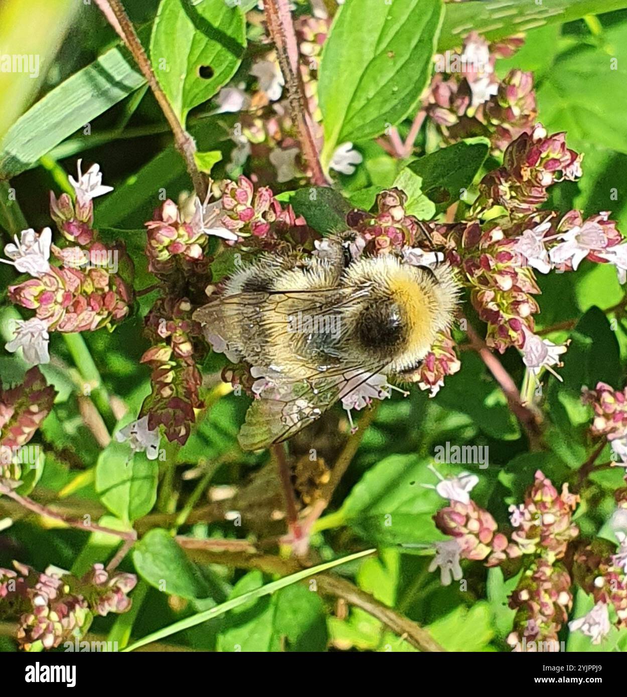 White-tailed Bumble Bee (Bombus lucorum Stock Photo - Alamy