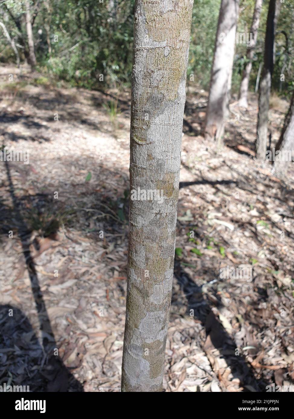 Crows Ash (Flindersia australis Stock Photo - Alamy