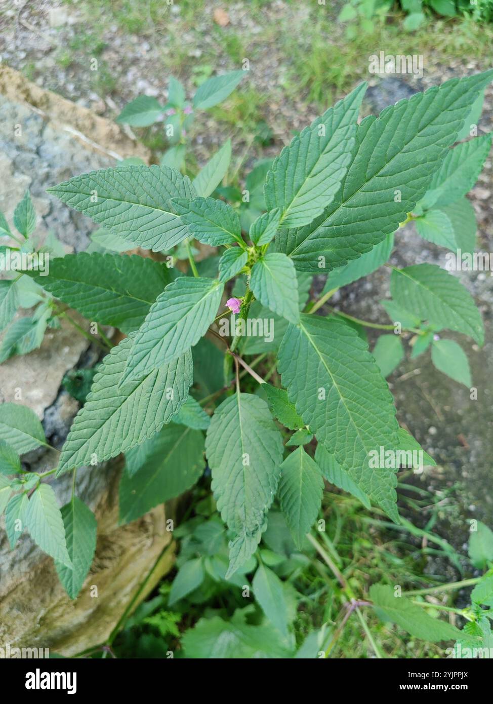 Common hemp-nettle (Galeopsis tetrahit Stock Photo - Alamy
