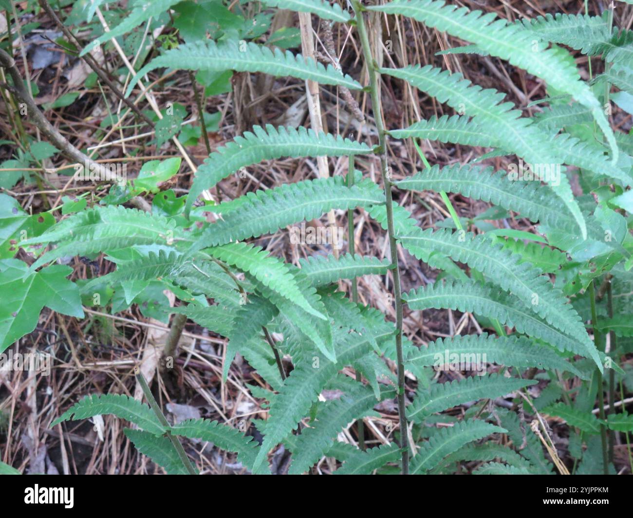 Parasitic Tri-vein Fern (Christella parasitica Stock Photo - Alamy