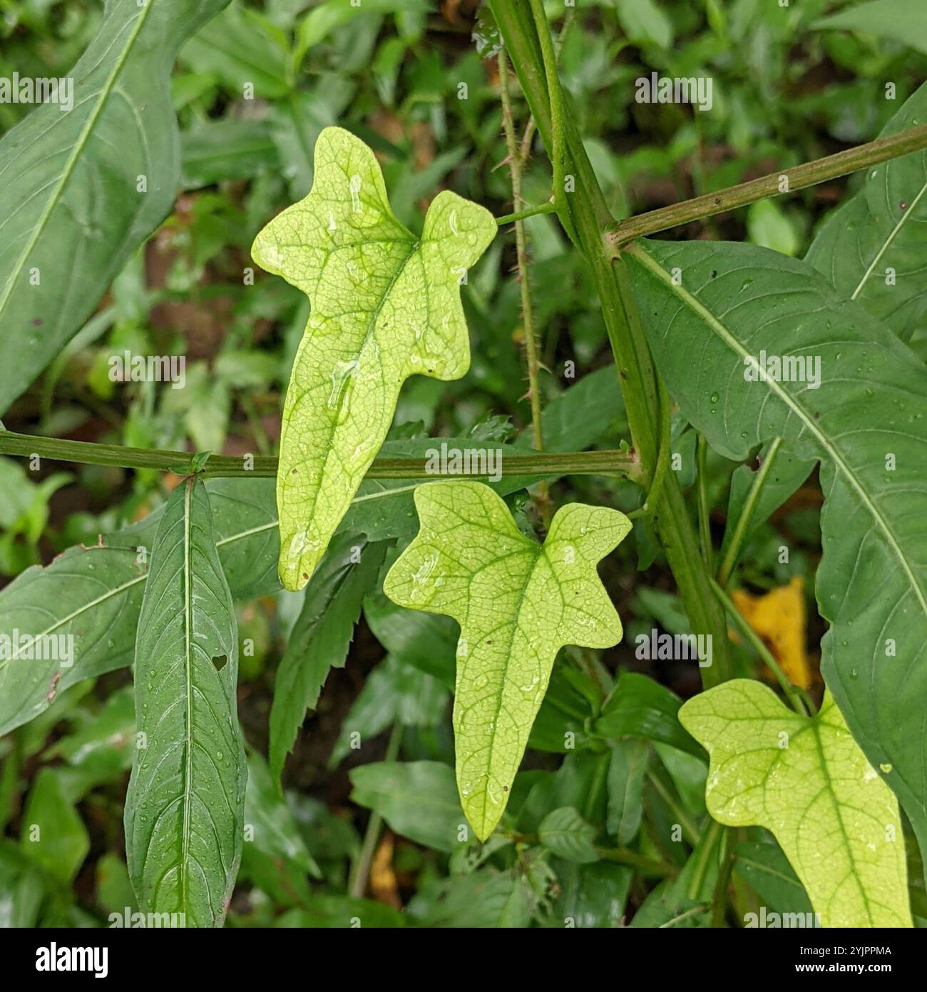 Carolina snailseed (Nephroia carolina Stock Photo - Alamy