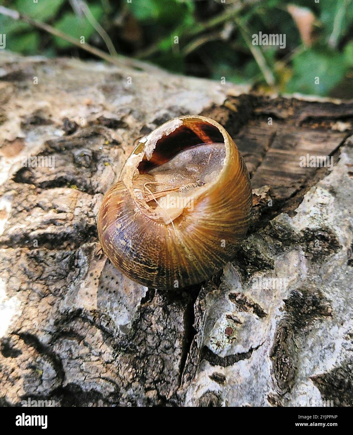 Garden Snail (Cornu aspersum Stock Photo - Alamy