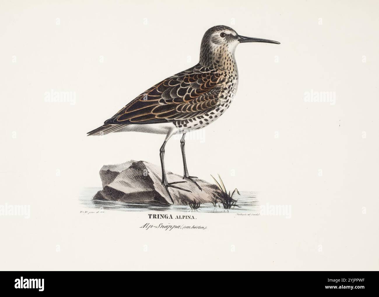 Neva islands hi-res stock photography and images - Alamy