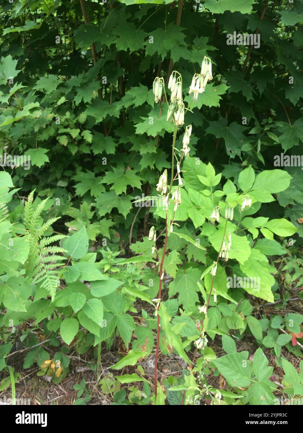 three-leaved rattlesnake root (Nabalus trifoliolatus Stock Photo - Alamy