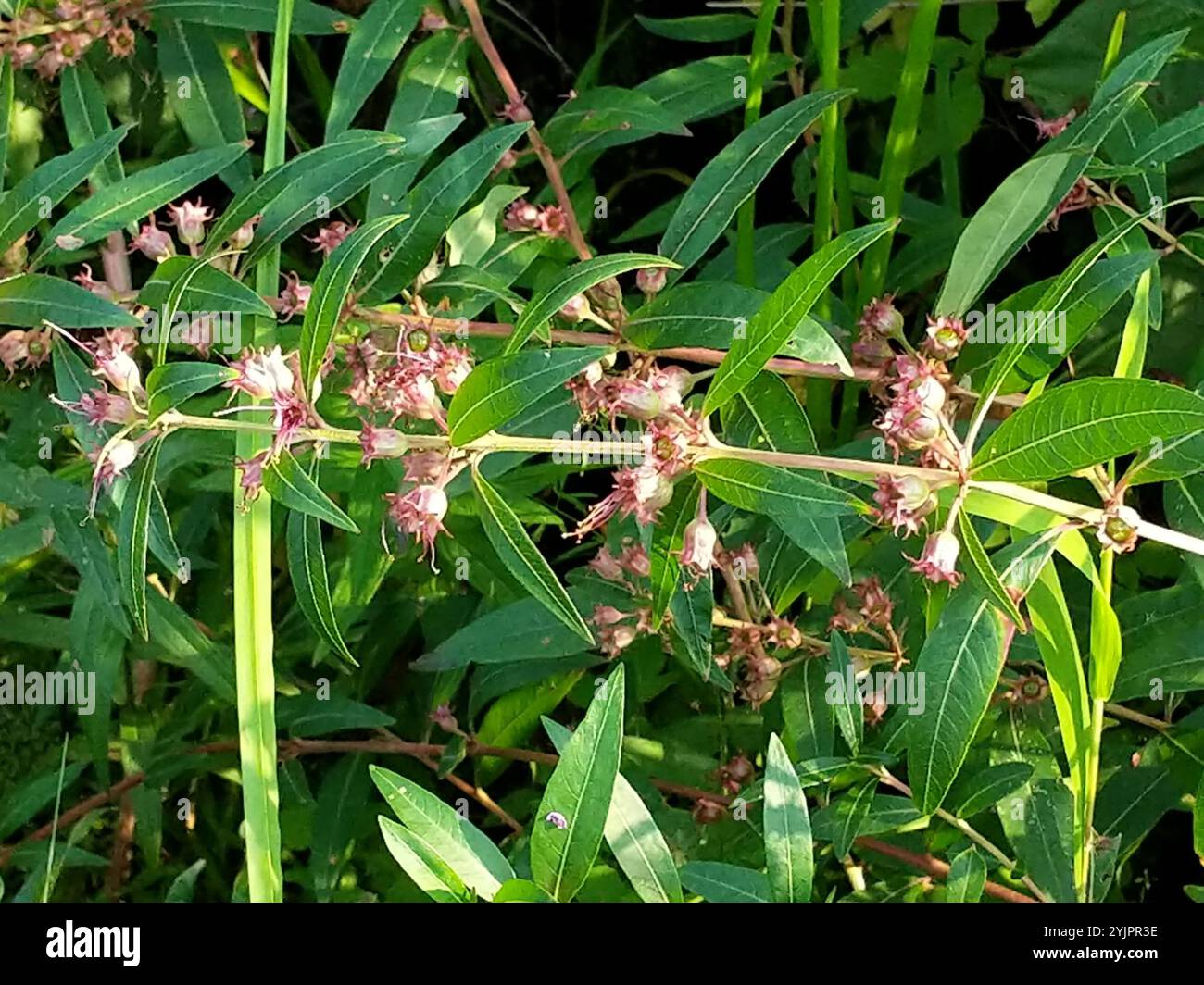 swamp loosestrife (Decodon verticillatus Stock Photo - Alamy