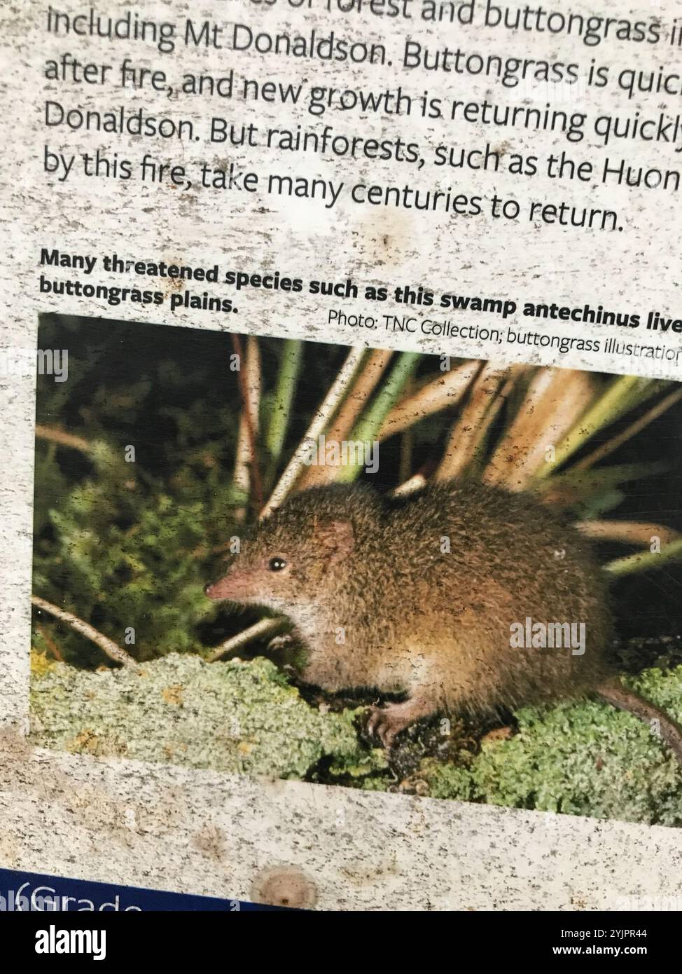 Swamp Antechinus (Antechinus minimus Stock Photo - Alamy