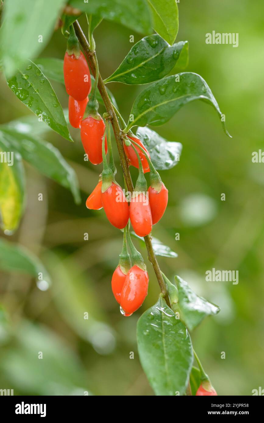 Goji-Beere, Lycium barbarum New Big, Goji berry, Lycium barbarum New ...