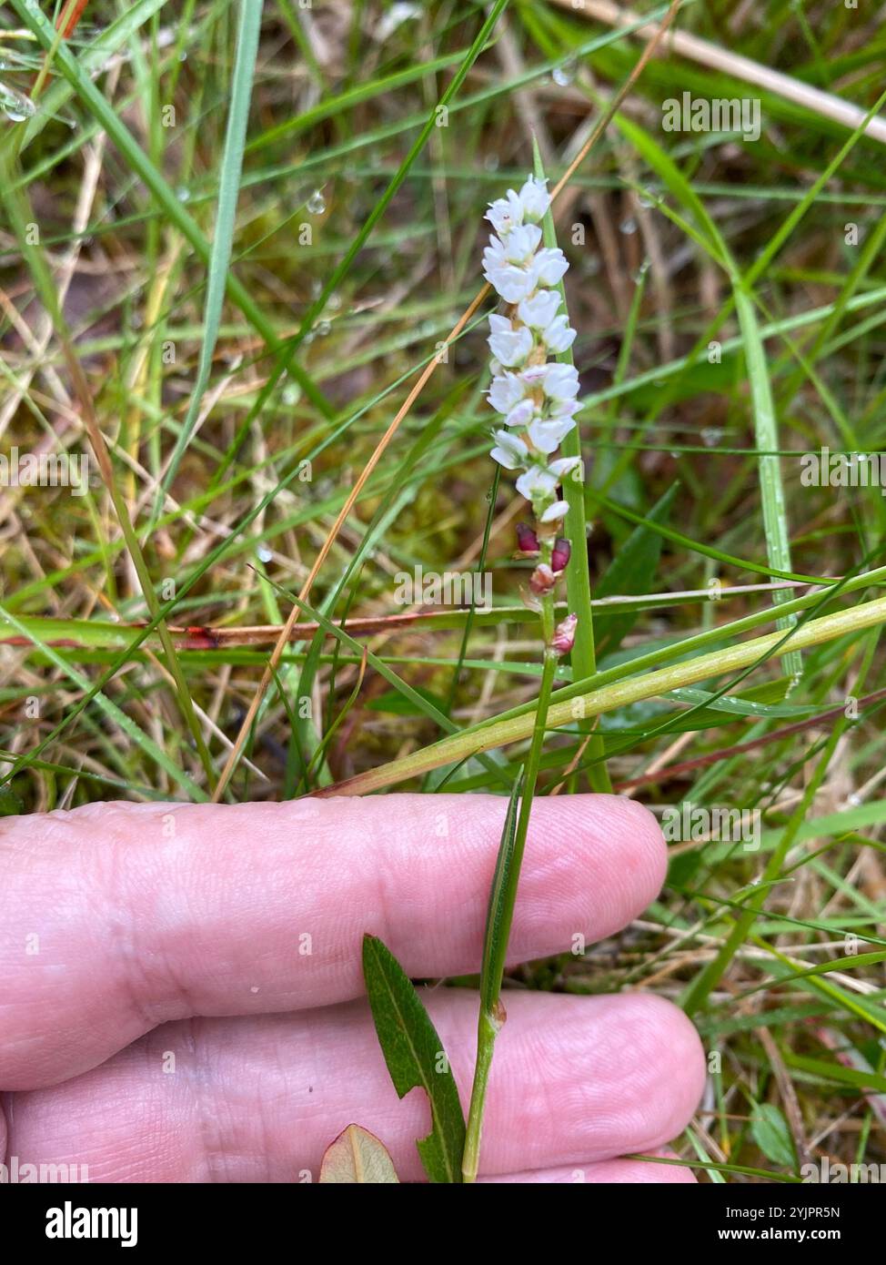 alpine bistort (Bistorta vivipara Stock Photo - Alamy