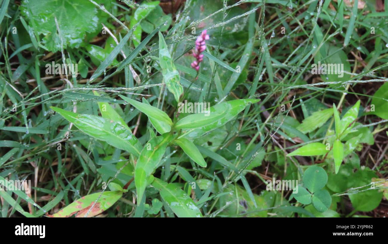 low smartweed (Persicaria longiseta Stock Photo - Alamy