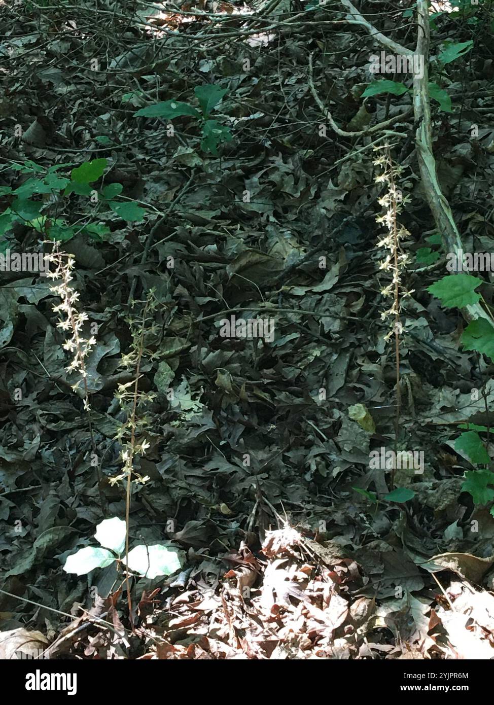 crane-fly orchid (Tipularia discolor Stock Photo - Alamy