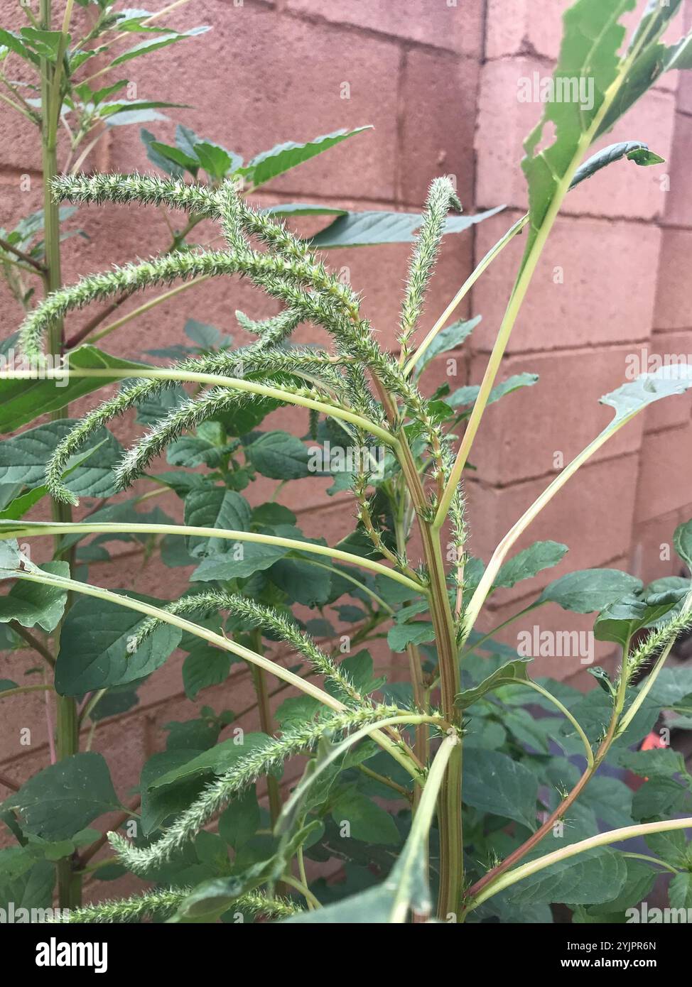 Palmer's Amaranth (Amaranthus palmeri Stock Photo - Alamy