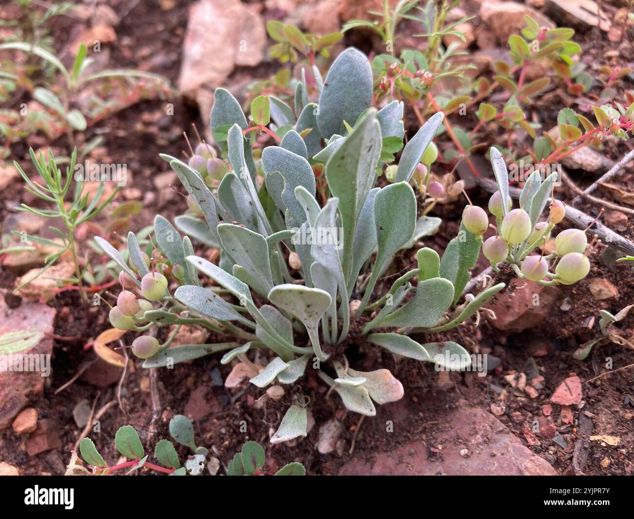 White bladderpod hi-res stock photography and images - Alamy