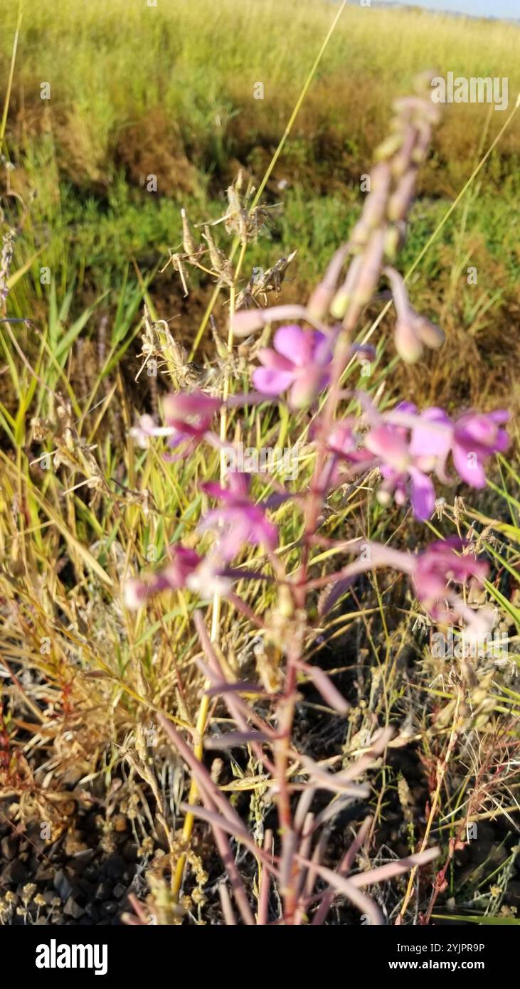 fireweed (Chamaenerion angustifolium Stock Photo - Alamy