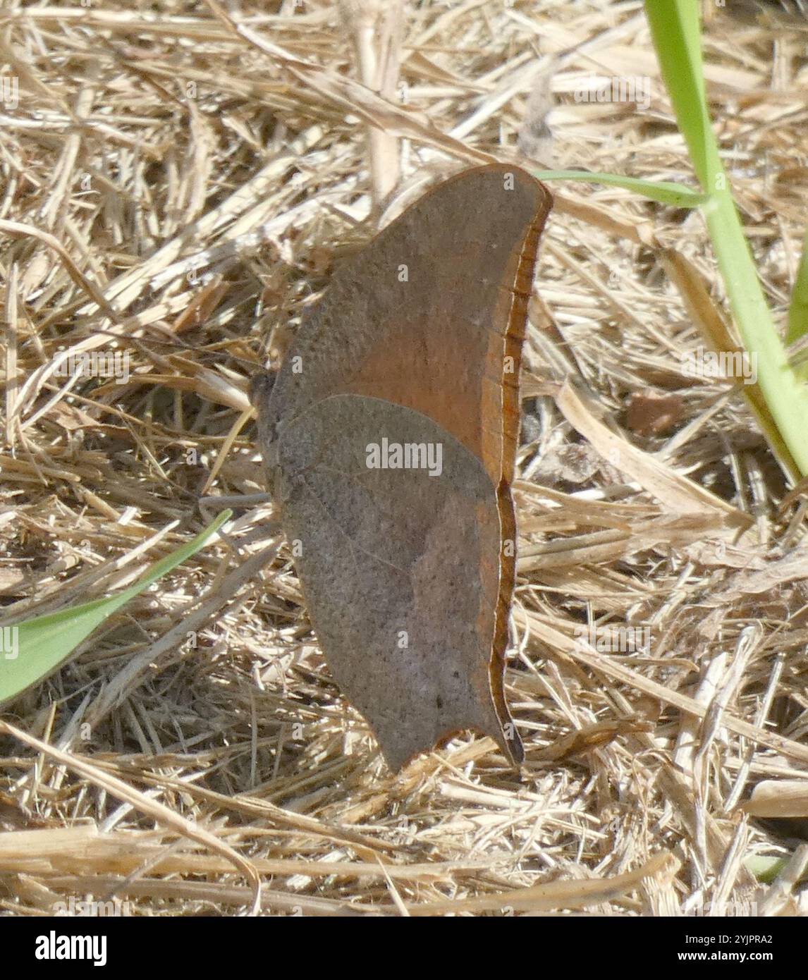 Goatweed Leafwing (Anaea andria Stock Photo - Alamy