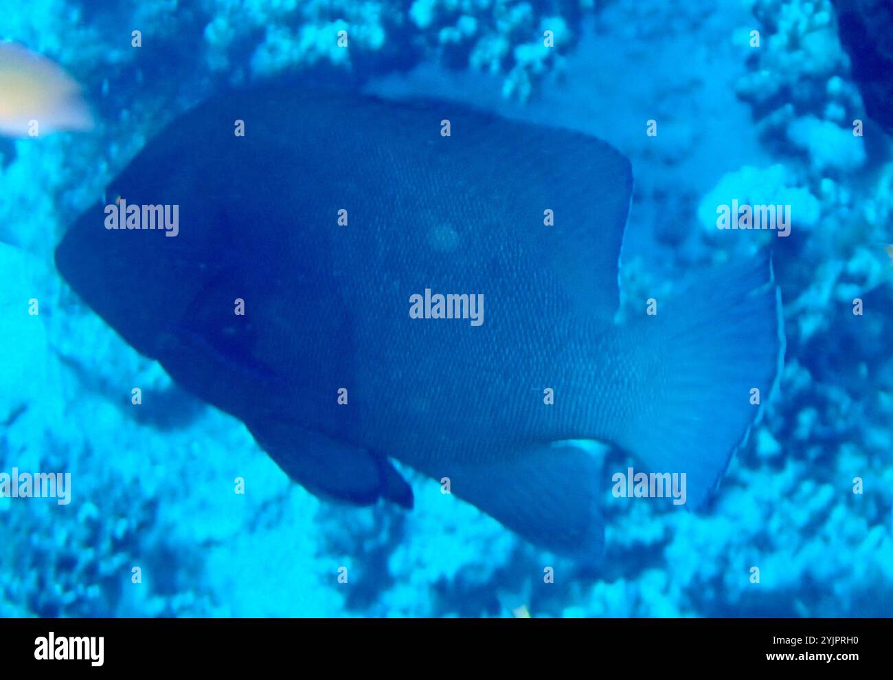 Redmouth Grouper (Aethaloperca rogaa Stock Photo - Alamy