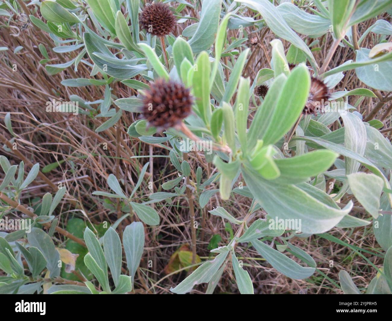sea ox-eye (Borrichia frutescens Stock Photo - Alamy