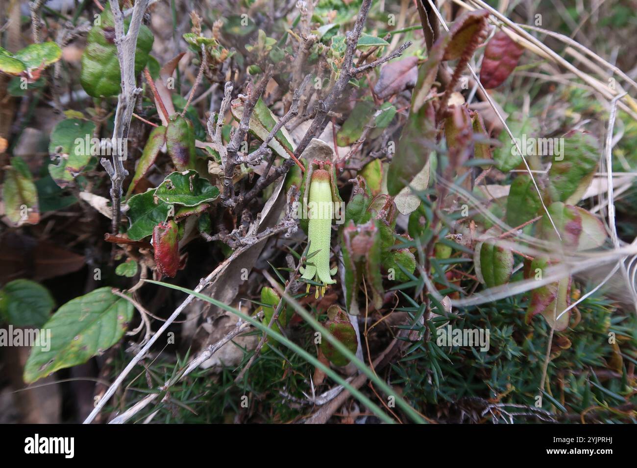 Common Correa (Correa reflexa Stock Photo - Alamy