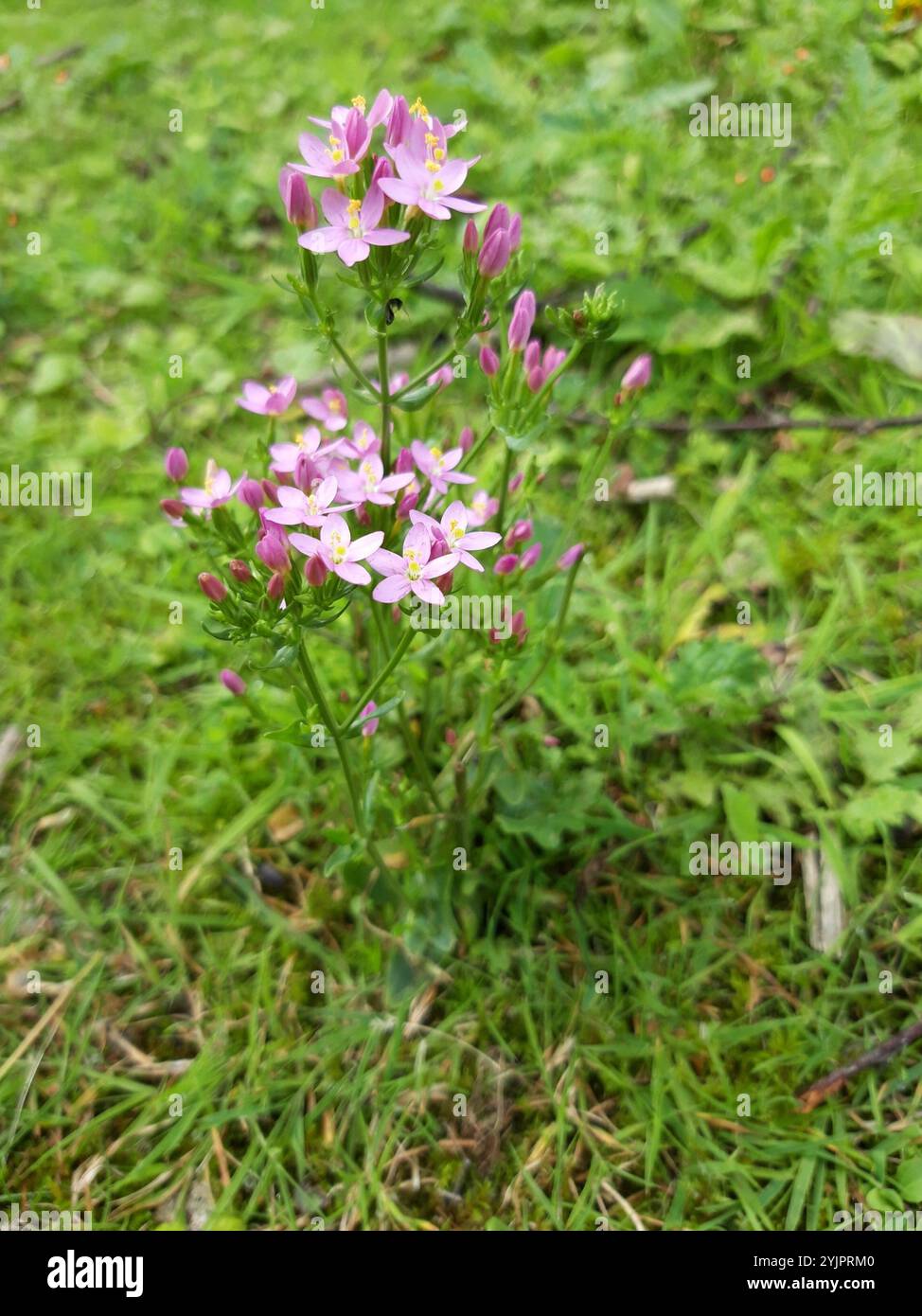 Common centaury (Centaurium erythraea Stock Photo - Alamy