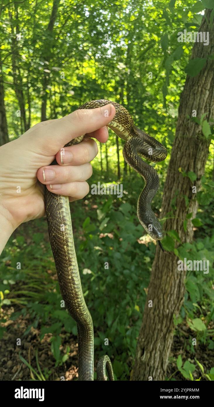 Gray Ratsnake (Pantherophis spiloides Stock Photo - Alamy