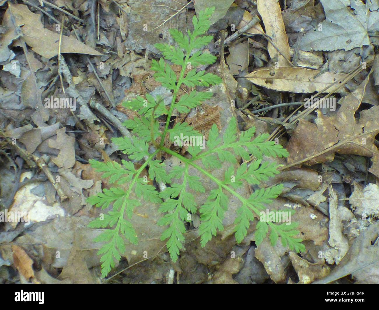 rattlesnake fern (Botrypus virginianus Stock Photo - Alamy
