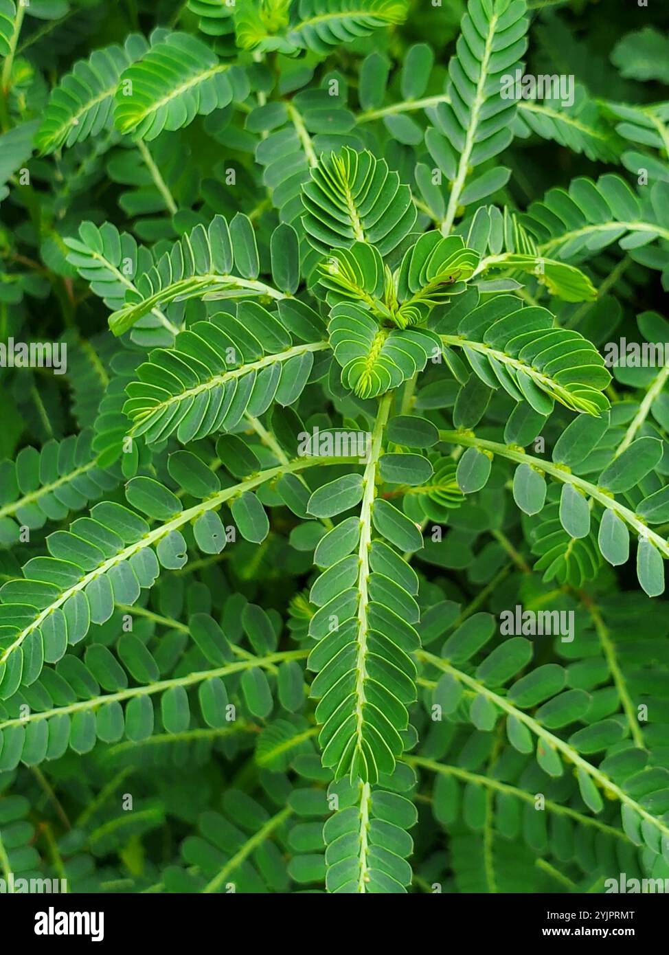 Chamberbitter (Phyllanthus urinaria Stock Photo - Alamy