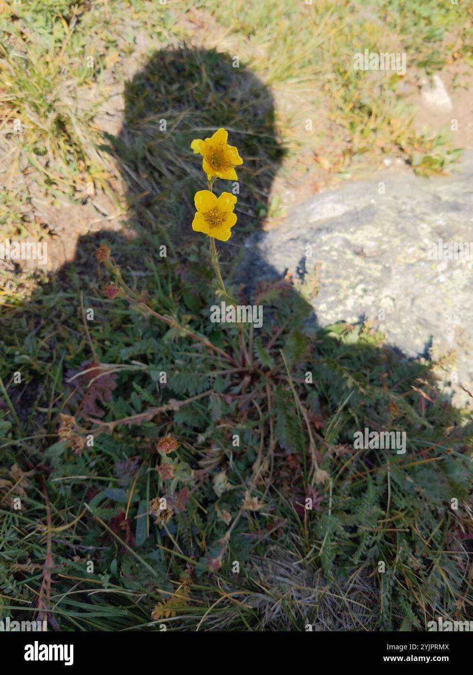 Ross' Avens (Geum rossii Stock Photo - Alamy