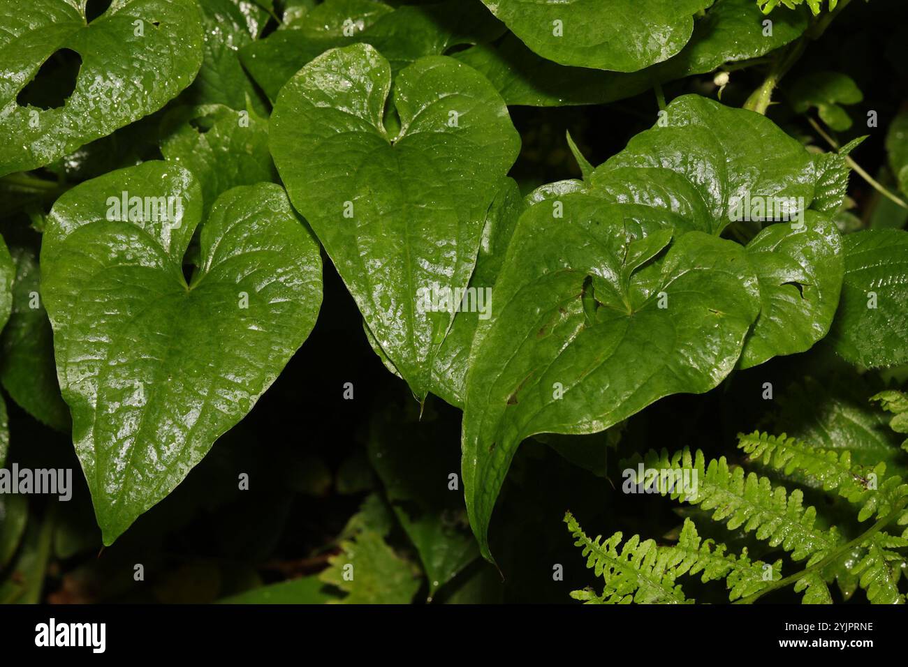 Black Bryony (Dioscorea communis Stock Photo - Alamy