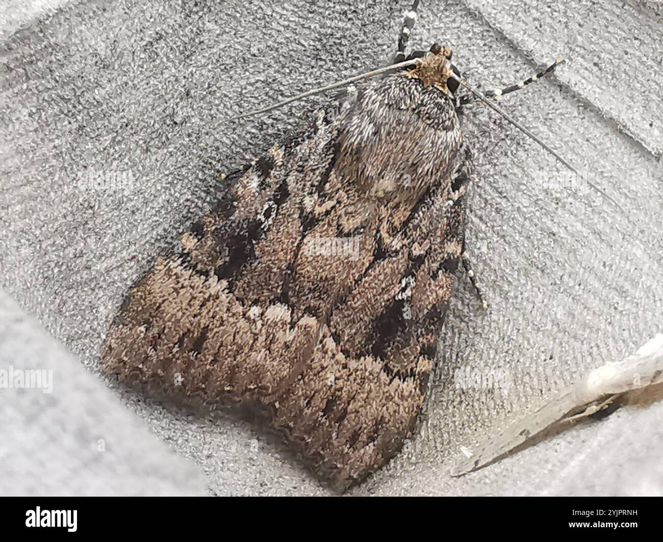 Eurasian Copper Underwing (Amphipyra pyramidea Stock Photo - Alamy