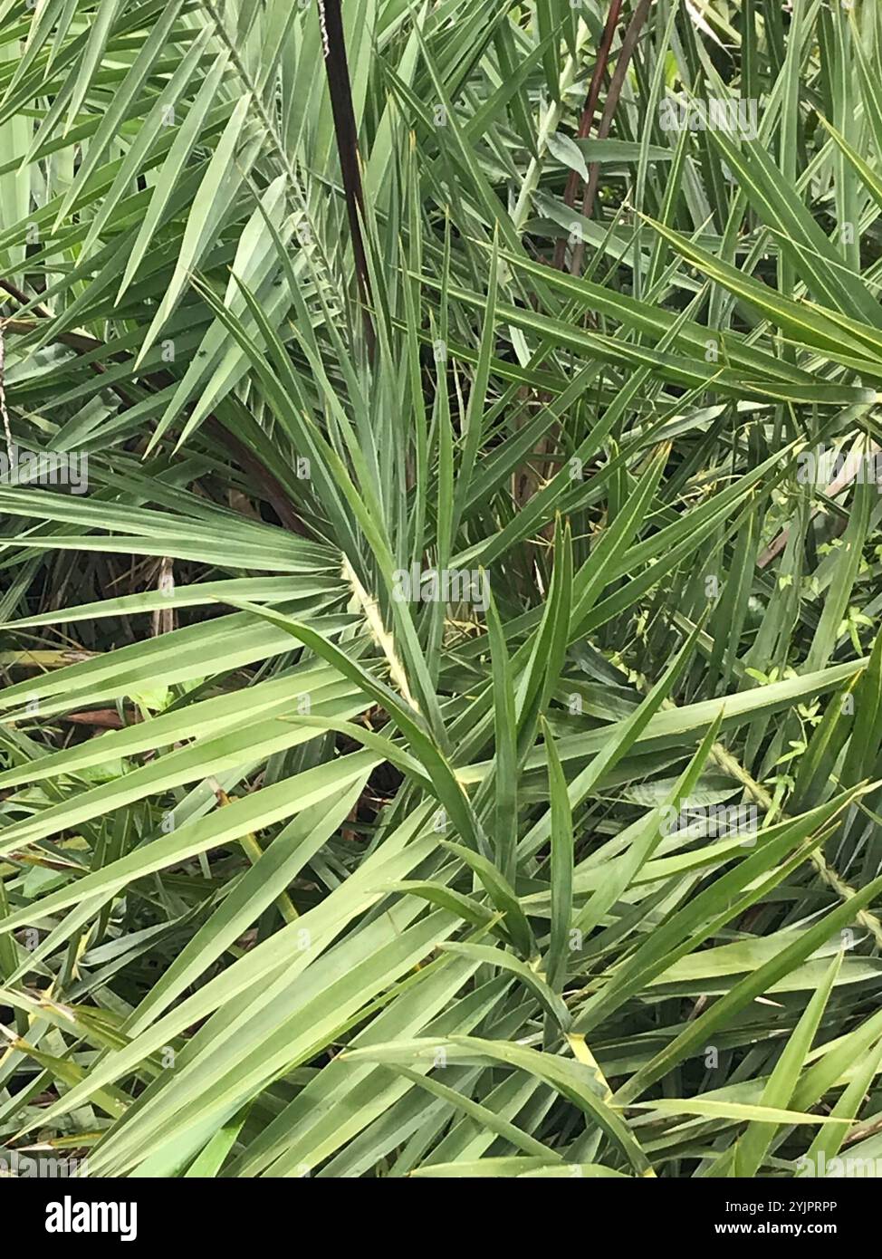 Spiny Date Palm (Phoenix loureiroi Stock Photo - Alamy