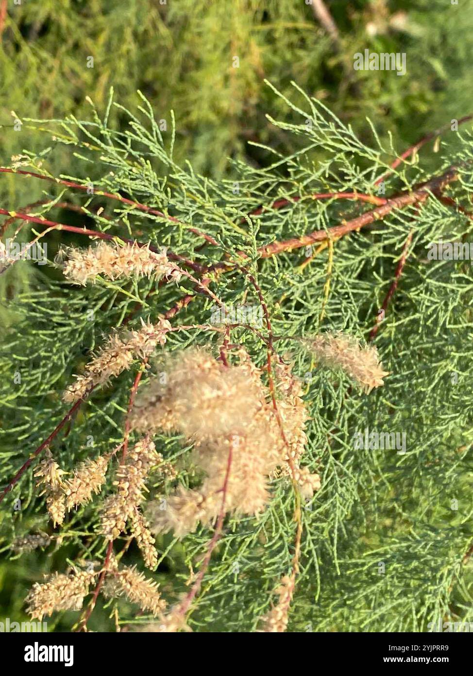 saltcedar (Tamarix ramosissima Stock Photo - Alamy